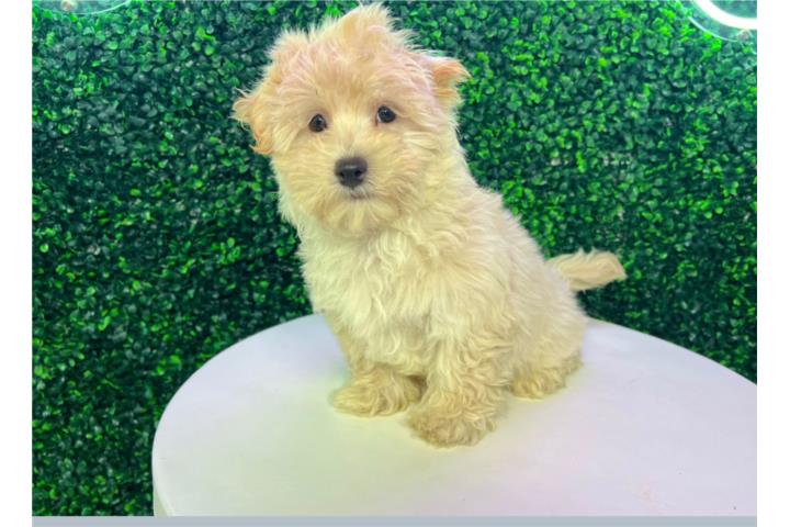 JACOB MALTIPOO (VISITANOS EN GUAYNABO) Puerto Rico