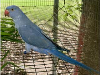 Ringneck Violeta macho Puerto Rico