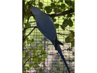 Ringneck violeta hembra Puerto Rico