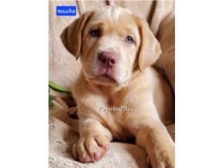 LABRADOR BIG BONE YELLOW MACHO AKC Puerto Rico