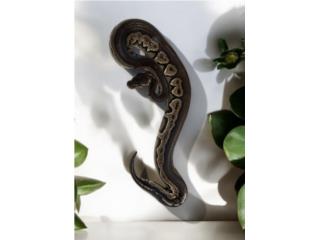 Reptiles Puerto Rico, ClasificadosOnline.com