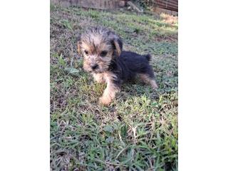 TOY YORKIE MACHITO LISTO PARA ENTREGA Puerto Rico
