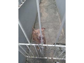 Pit bull con bully Puerto Rico