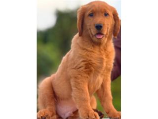 GOLDEN RETRIEVER BIG BONE Puerto Rico