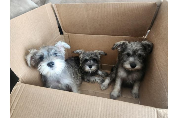 Hermosos perritos Mini schnauzer Puerto Rico