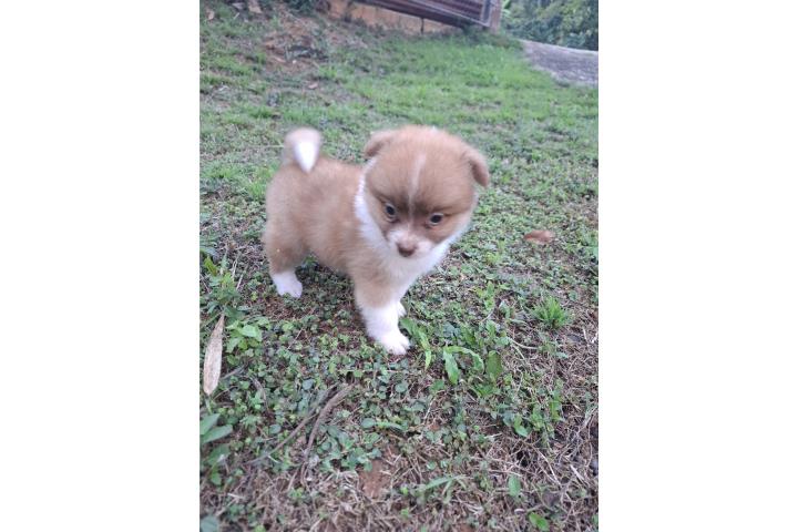 TOY POMERANIA MACHITO CALIDAD Puerto Rico