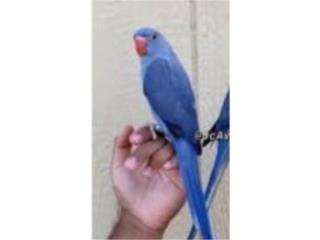 Ringneck Violeta joven adulta con ADN Puerto Rico