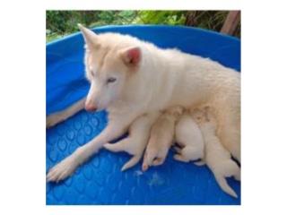 Siberian husky blancos Puerto Rico