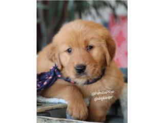 GOLDEN RETRIEVER BIG BONE AKC Puerto Rico