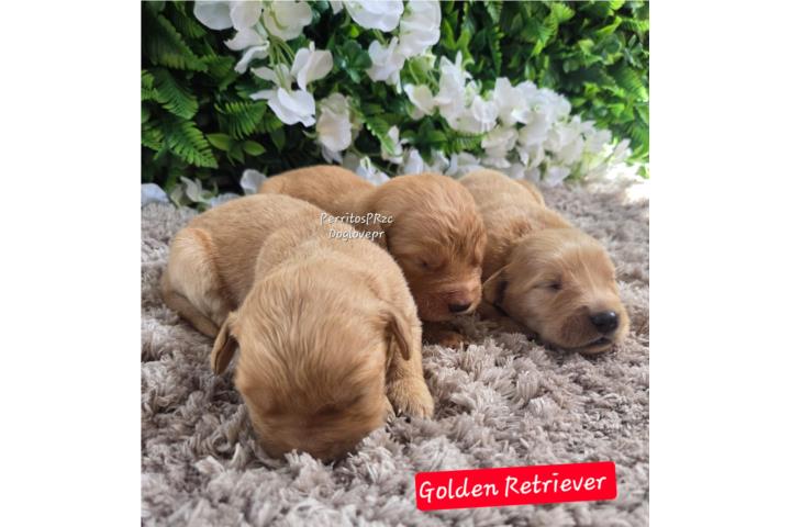 GOLDEN RETRIEVER BIG BONE AKC Puerto Rico
