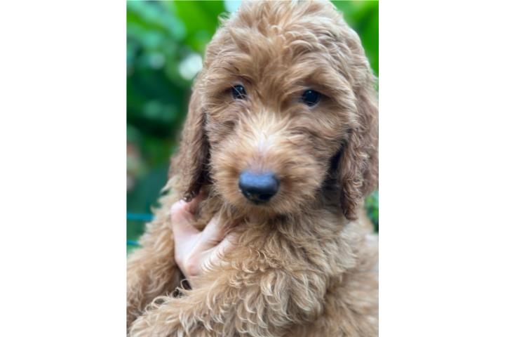 SPARK - Double Doodle Standard Macho Puerto Rico