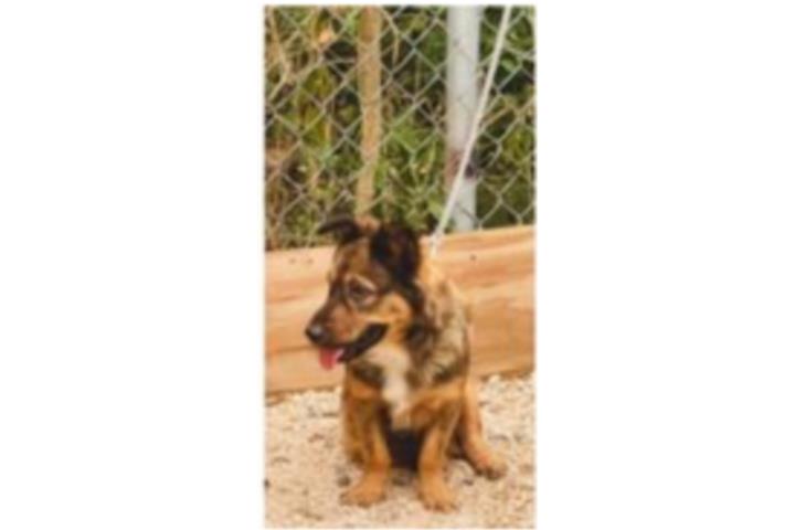SE REGALA PERRO MIX Puerto Rico