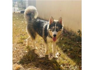 Siberian Huskies AKC Puerto Rico