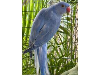Ringneck violeta Puerto Rico