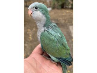 Quaker hand feed azul turquesa Puerto Rico