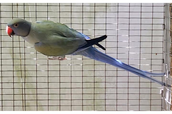 Ringneck opalino macho violeta turquoise Puerto Rico