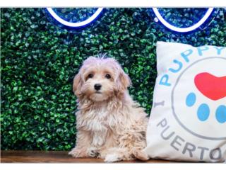 Puppy Love Puerto Rico Mascotas Puerto Rico, Clasificados Online