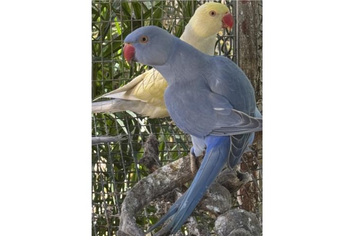 Ringneck violeta hembra Puerto Rico